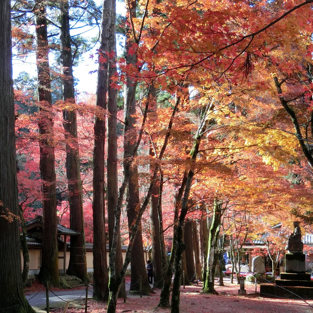 佛通寺 秋の特別拝観・交通規制のお知らせ|広島県 三原・世羅の観光情報／【公式】そら・みち・みなと